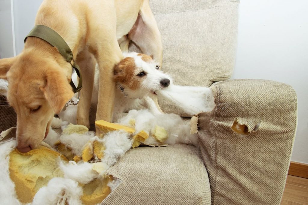 How To Stop Your Dog’s Chewing and Destructive Chewing - Canine Evolution