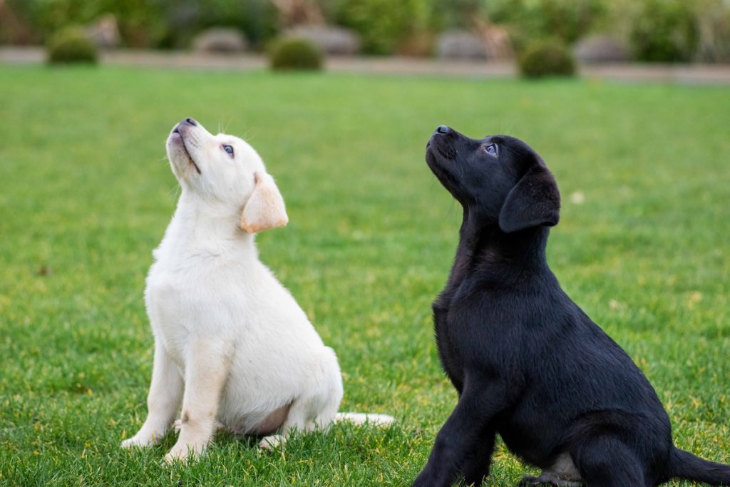 Puppy School or Home Training? Understanding the Benefits of Puppy Training Methods - Canine ...